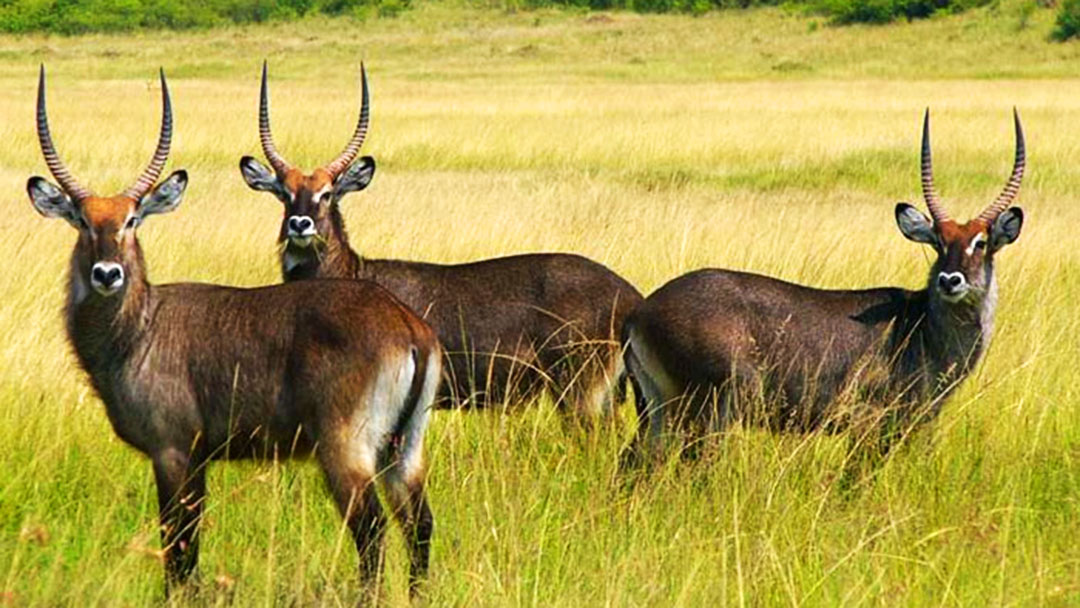 Faulty Land Management: The damning revelations of the Court of ...